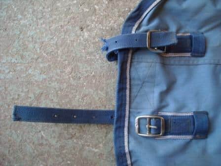 Mange typer spenner på dekken - Stallmestern